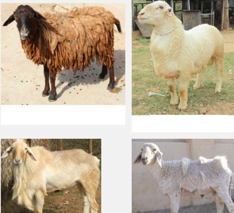 Mega Sheep Seed Project – AgriBot | News, Articles and Events about ...