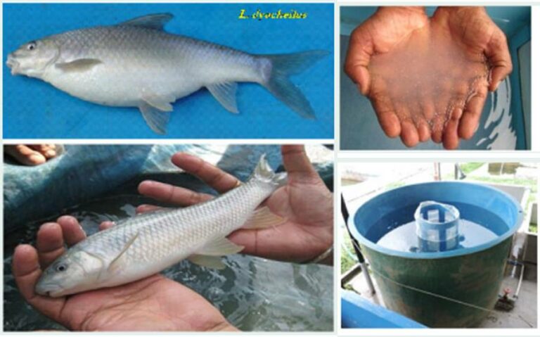 Induced Breeding and Seed Production of Indigenous Minor Carp Labeo ...