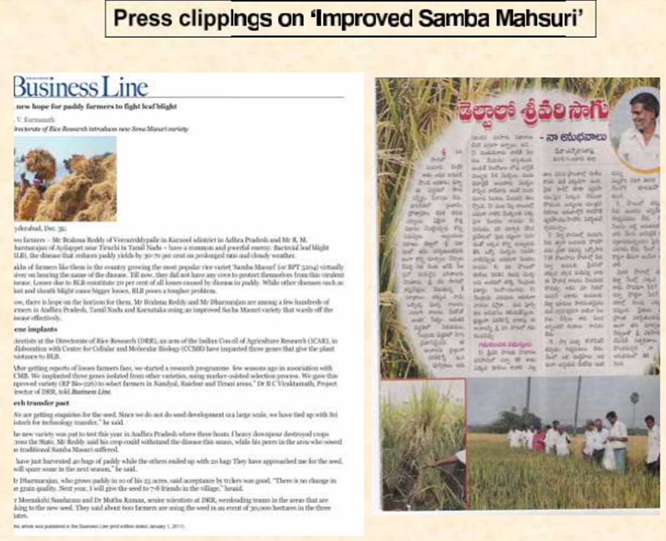 Improved Samba Mahsuri – AgriBot | News, Articles and Events about ...