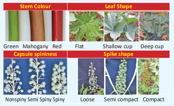 Technologies for Quality Seed Production in Castor – AgriBot | News ...