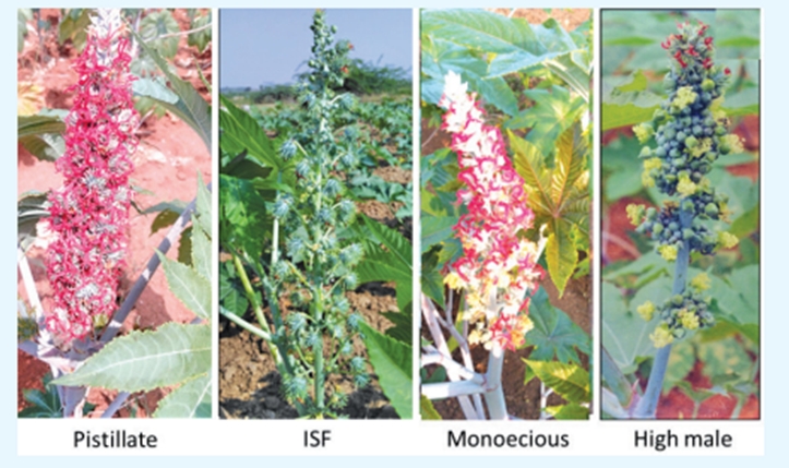 Technologies for Quality Seed Production in Castor – AgriBot | News ...