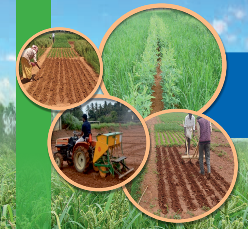 Good Agronomic Practices for Higher Yield in Small Millets – AgriBot ...