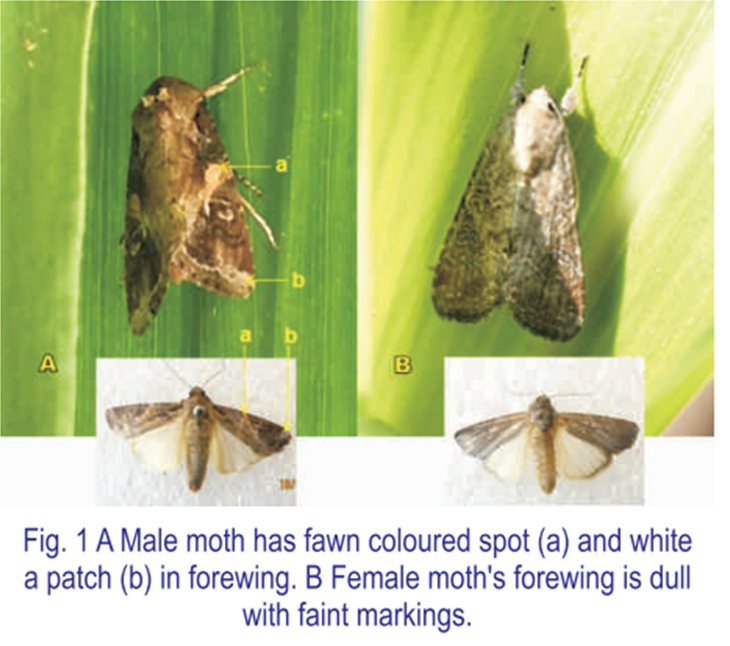 Identification and Management of Fall Armyworm (Spodoptera frugiperda ...