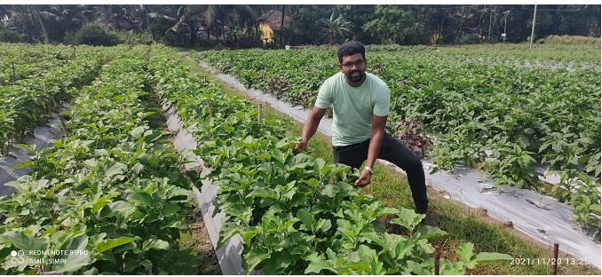 The Performance of Arka Vegetable Special in Famed Udupi Mattu Gulla ...