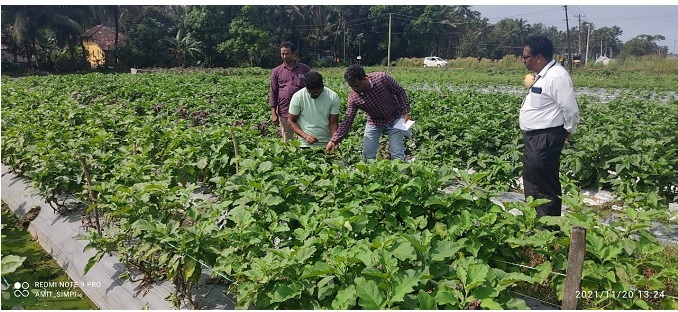 The Performance of Arka Vegetable Special in Famed Udupi Mattu Gulla ...