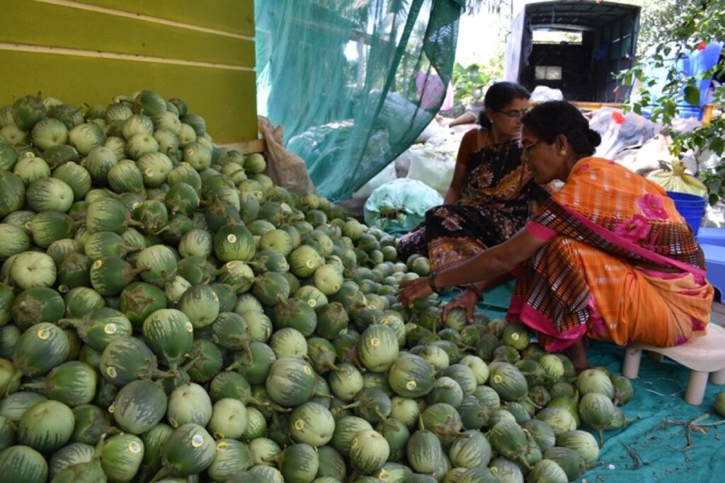The Performance of Arka Vegetable Special in Famed Udupi Mattu Gulla ...