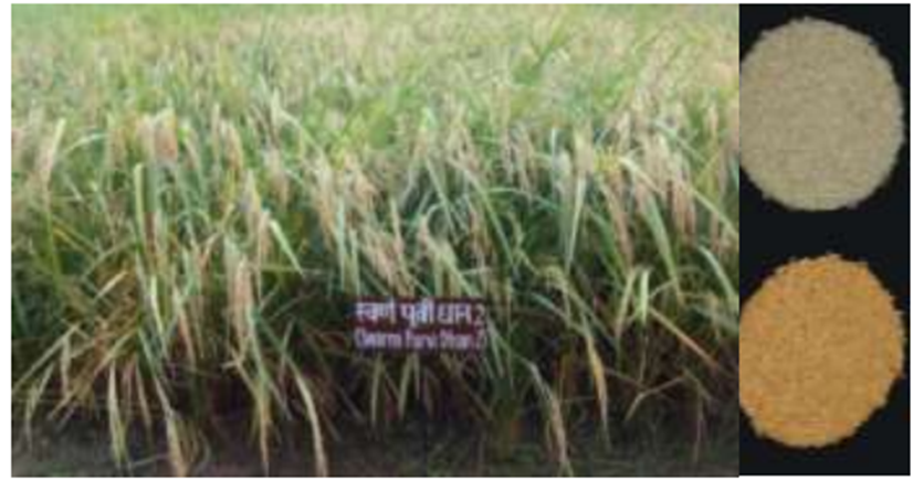 Released and Notification of Three Climate Resilient Rice Varieties ...