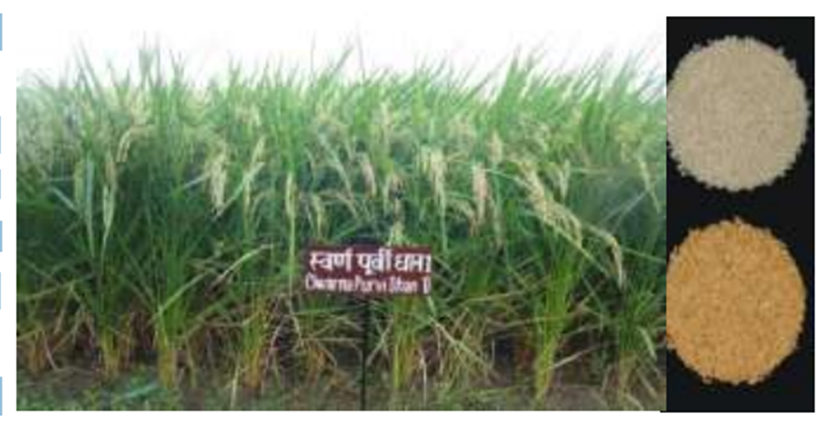 Released and Notification of Three Climate Resilient Rice Varieties ...