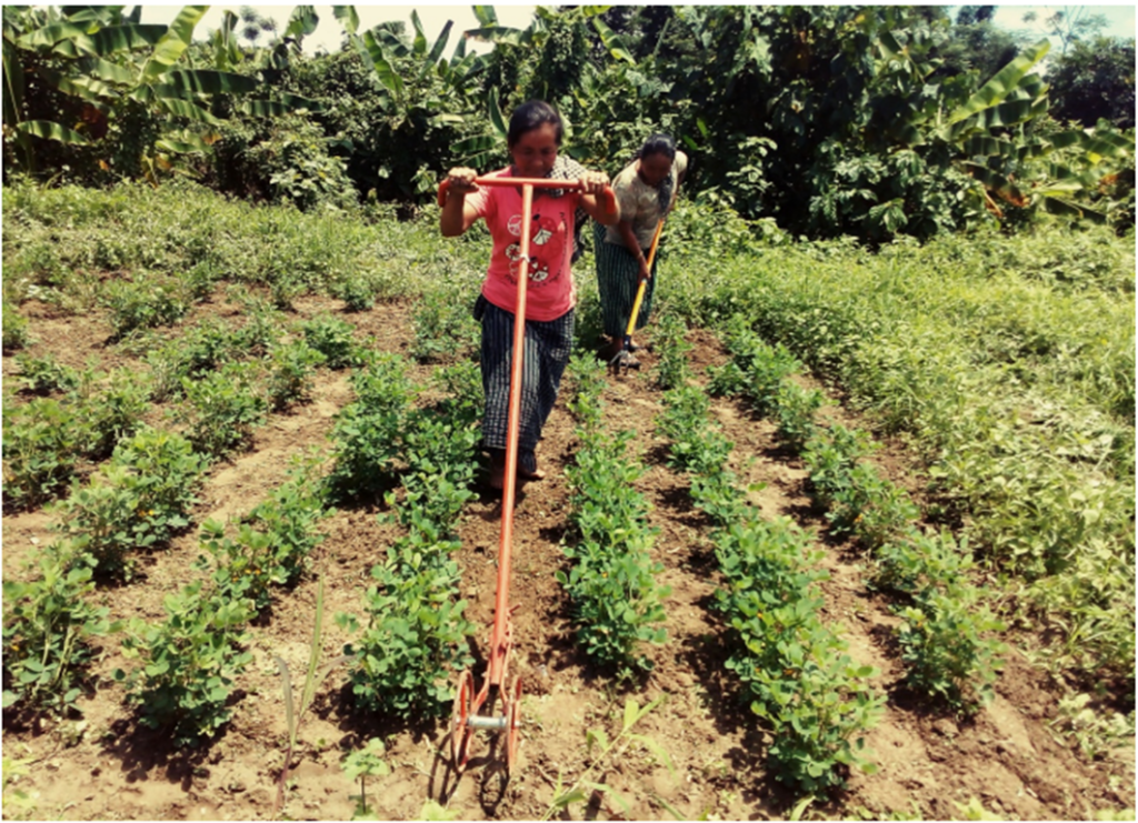Crop Diversification Through Groundnut Cultivation for Sustainable Livelihood – AgriBot | News ...