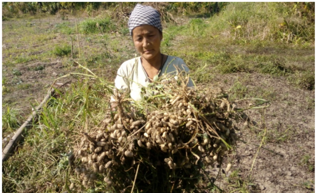 Crop Diversification Through Groundnut Cultivation for Sustainable ...