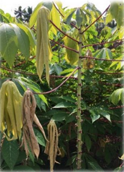 Cassava Root Rot: An Emerging Problem in Kerala – AgriBot | News ...