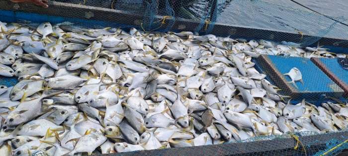 Harvest Mela Organised for Indian Pompano Farmed in Marine Cages at ...