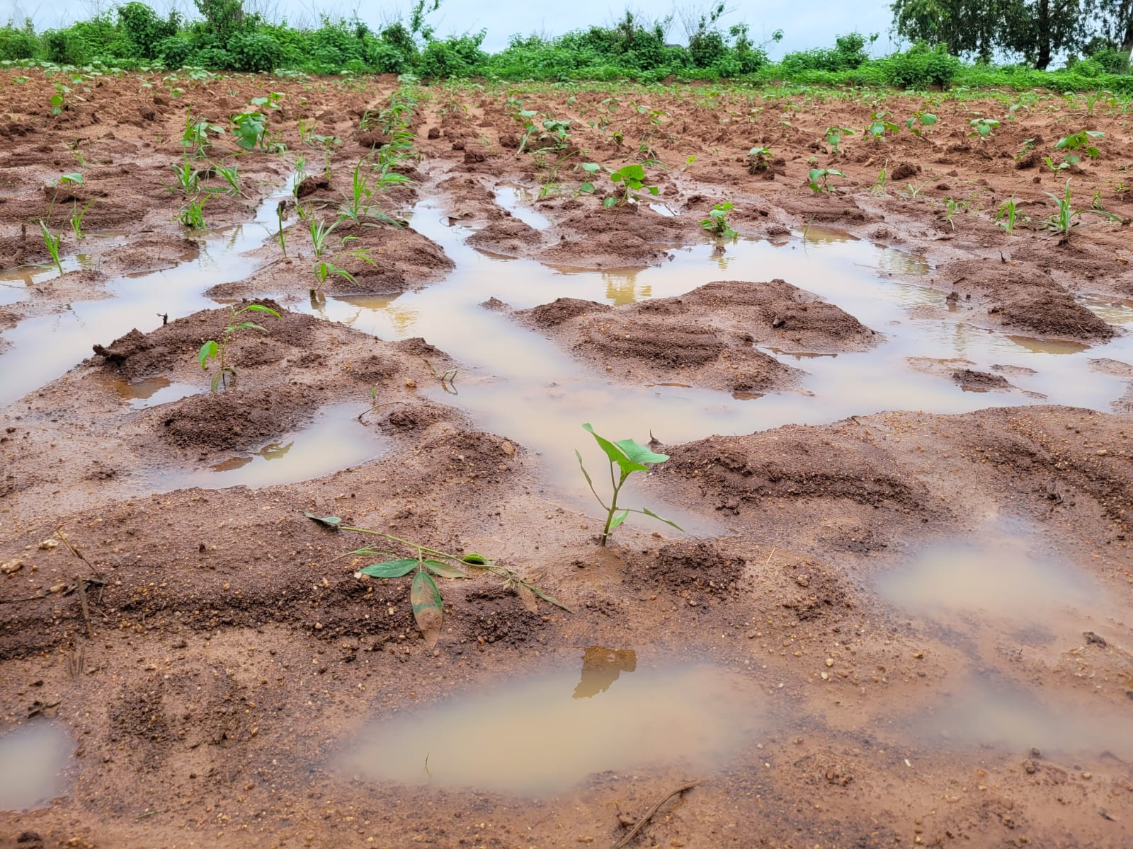 Diagnostic Field Visit By ARS & DAATTC Tornala in Siddipet District on ...