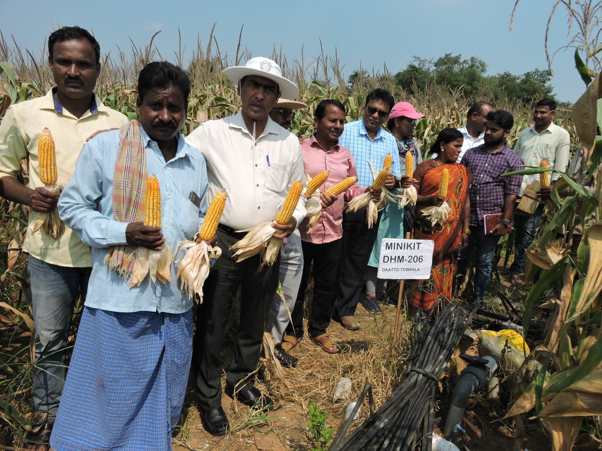 Field Visit of Maize Minikits by Scientists of DAATTC, Tornala & Maize ...